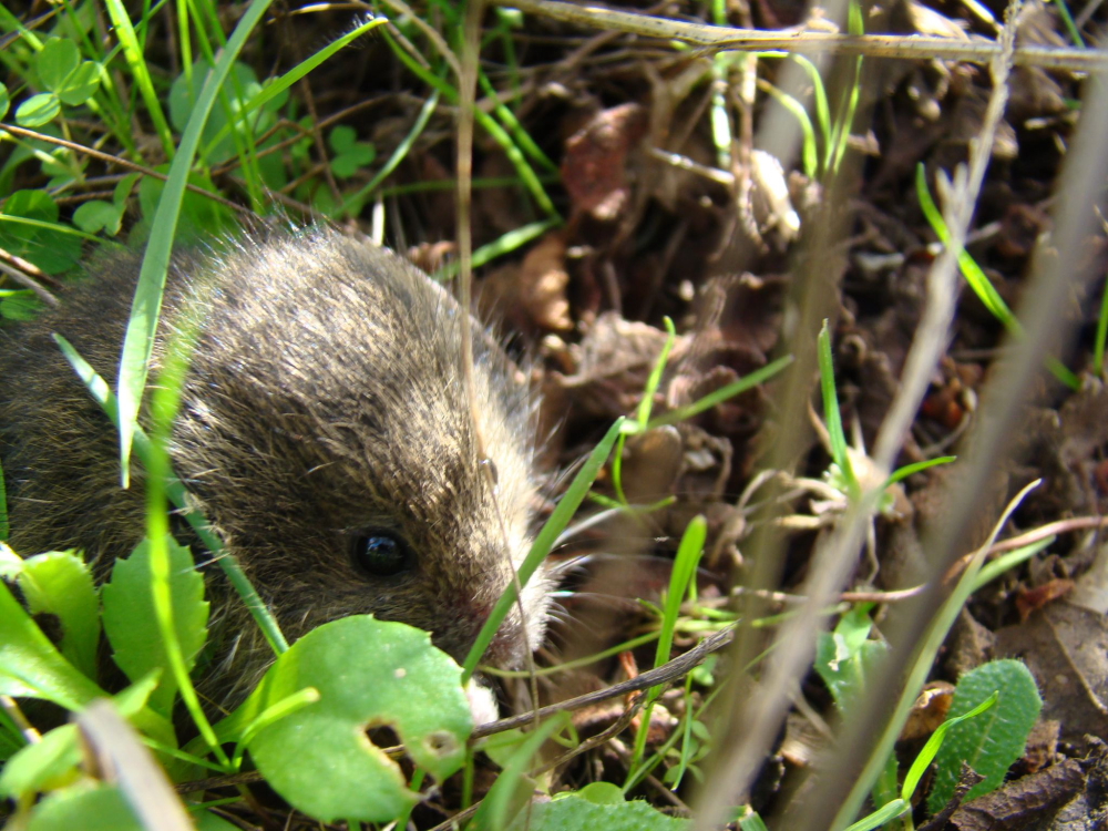 Microtus cabrerae - Museu Virtual Biodiversidade